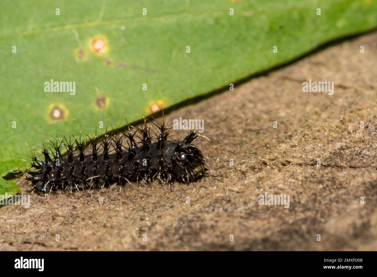 First Instar Cecropia Caterpillar - Hyalophora cecropia Stock Photo - Alamy