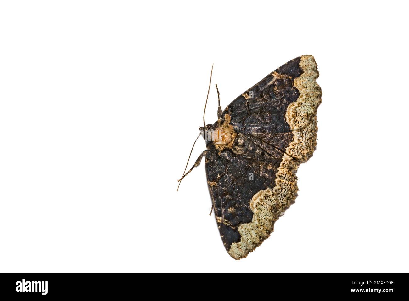 Horrid Zale Moth - Zale horrida Stock Photo - Alamy