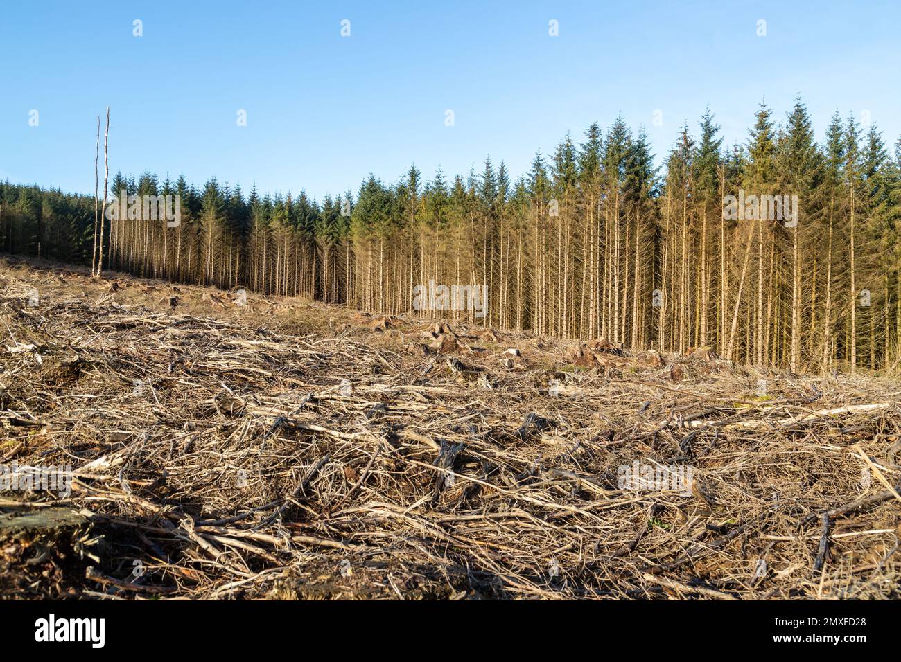 An area in the Cleish Hills which has been harvested of trees Stock ...