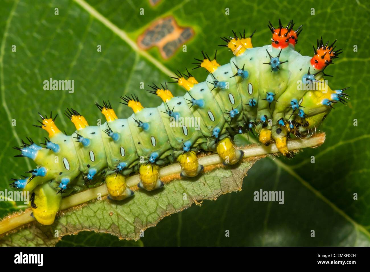 Forth Instar Cecropia Caterpillar - Hyalophora cecropia Stock Photo - Alamy