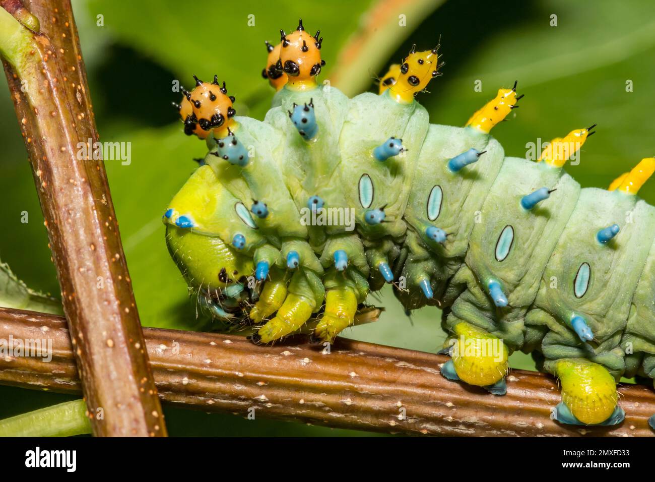 Forth Instar Cecropia Caterpillar - Hyalophora cecropia Stock Photo - Alamy