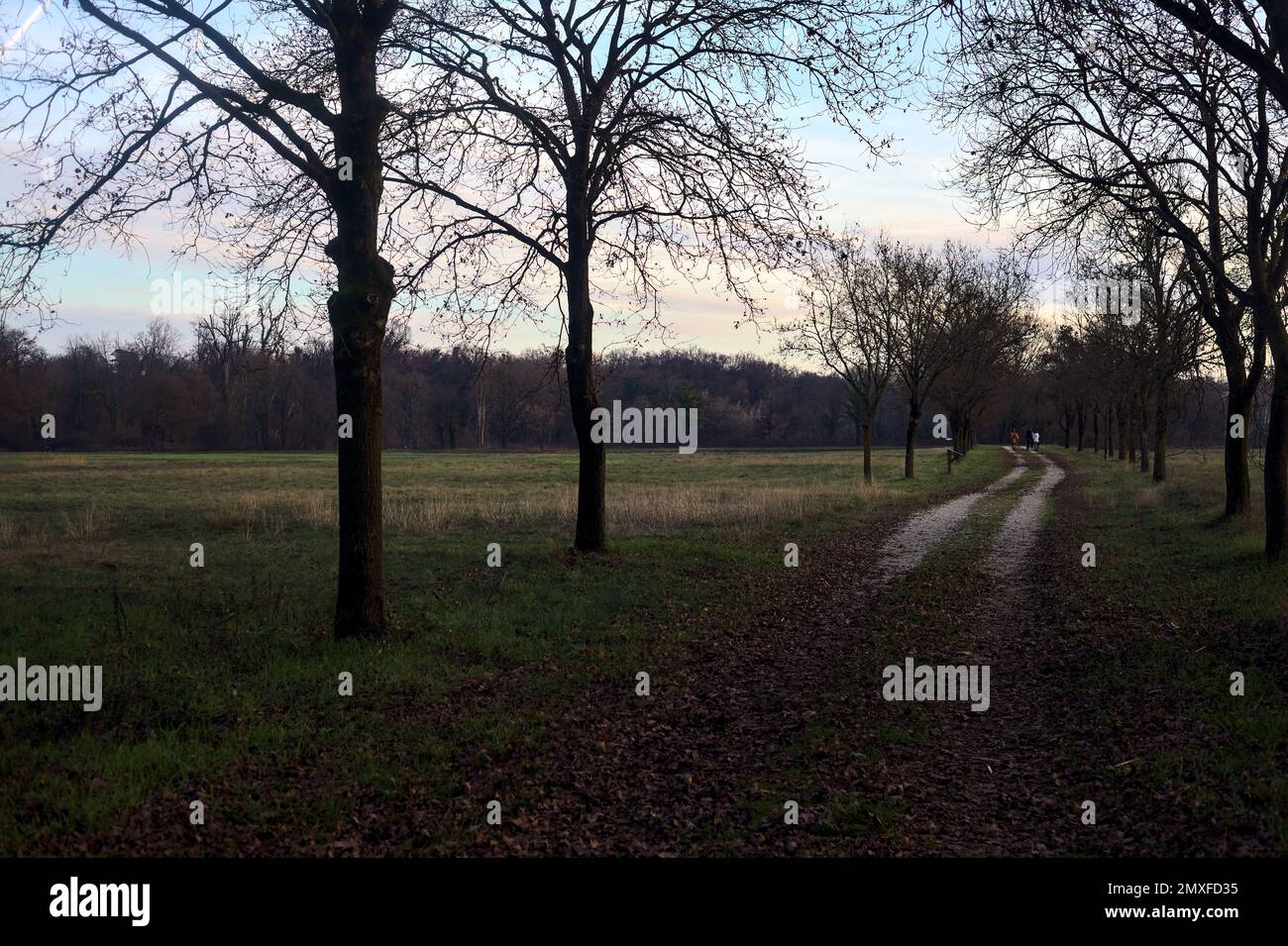 Path bordered by two rows of trees in a park at sunset Stock Photo - Alamy