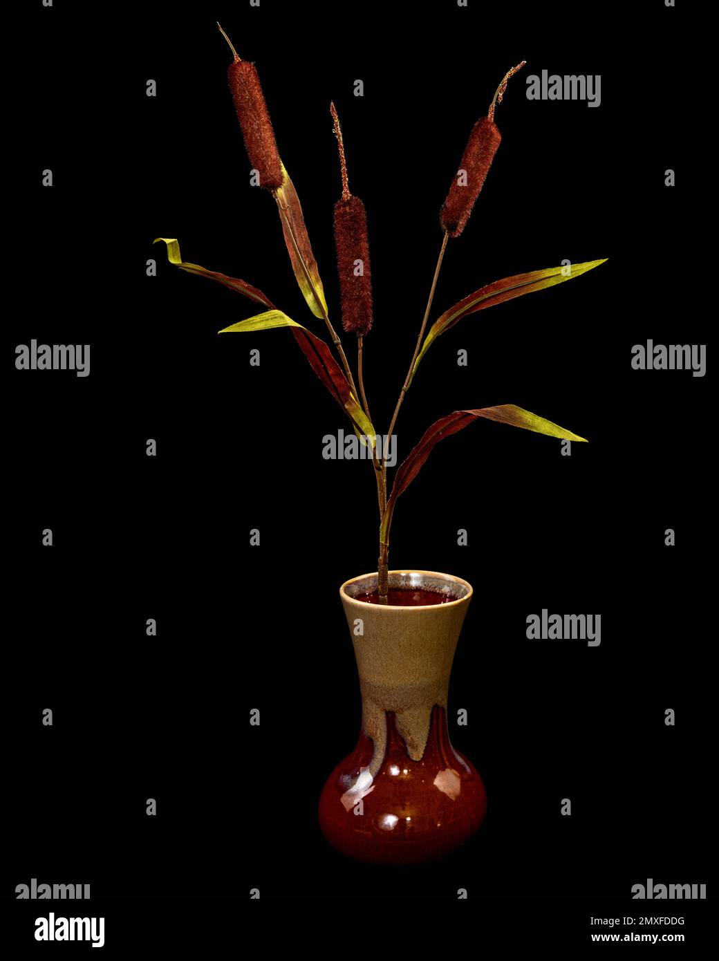 Stem visual hi-res stock photography and images - Alamy