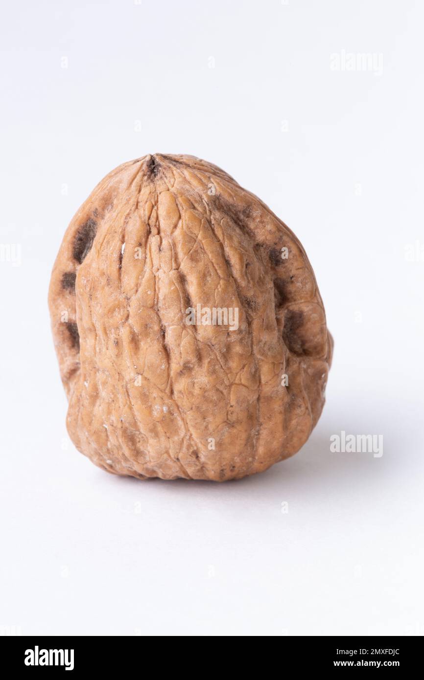 A single whole walnut on a white background Stock Photo - Alamy