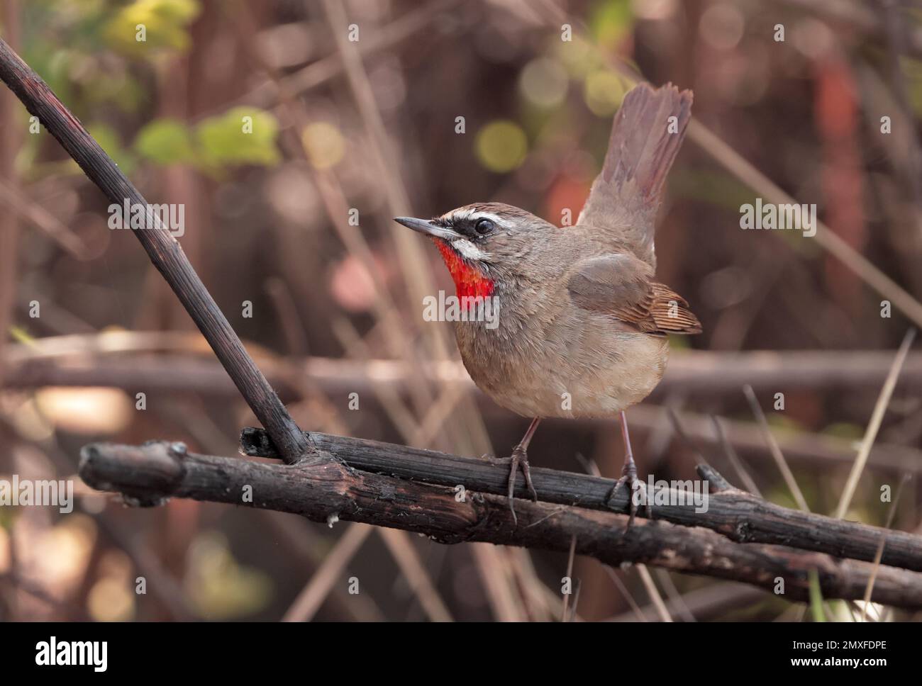 Siberian Rubythroat is a ground-loving songbird of Asia. They primarily ...