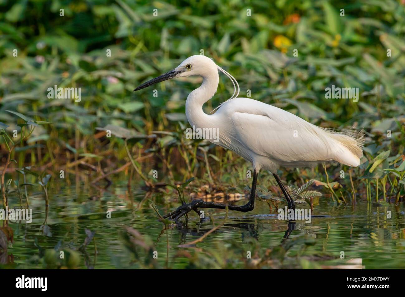 Image of little egret (Egretta garzetta) looking for food in the swamp ...