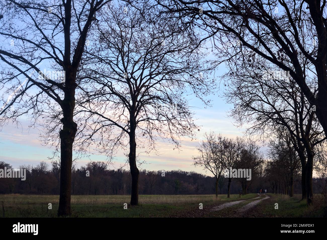 Path bordered by two rows of trees in a park at sunset Stock Photo - Alamy