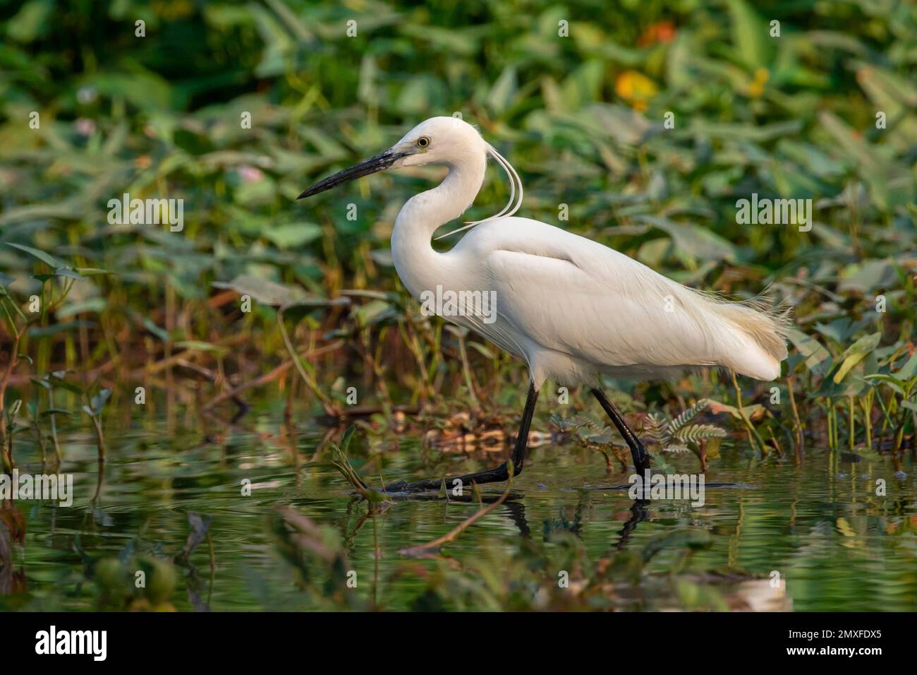 Image of little egret (Egretta garzetta) looking for food in the swamp ...