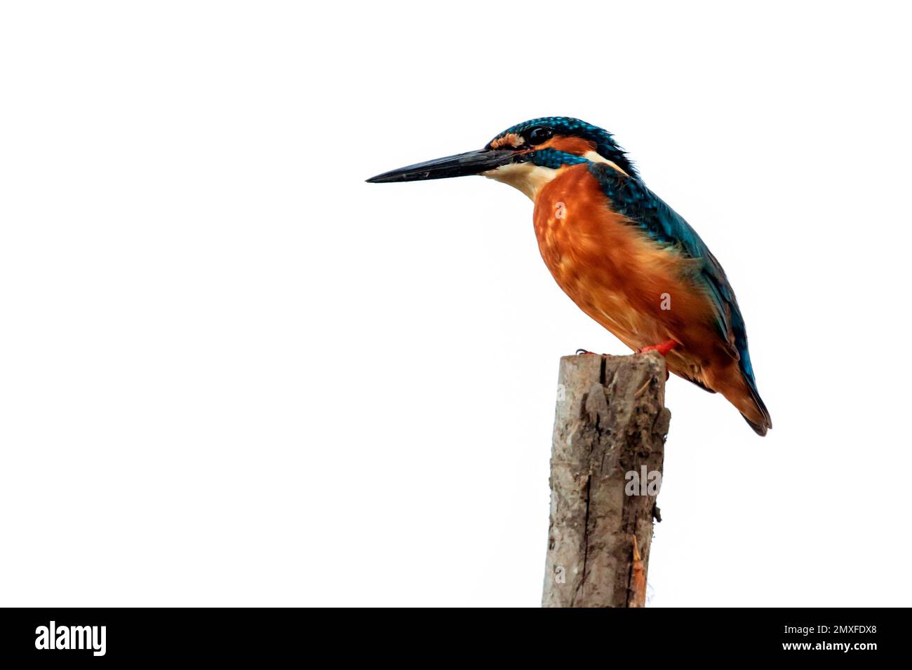Image of common kingfisher (Alcedo atthis) perched on a branch on white ...