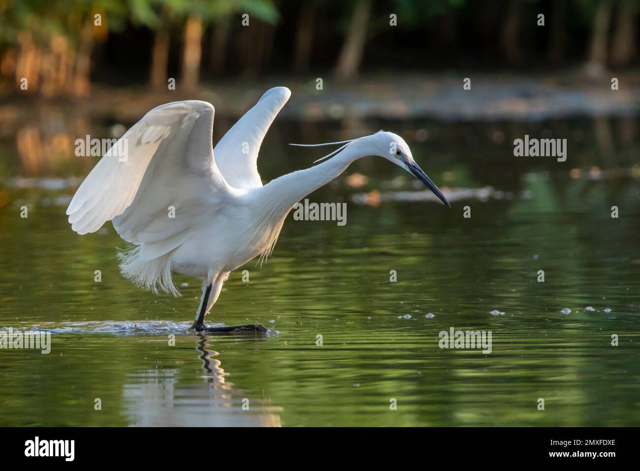 Image of little egret (Egretta garzetta) looking for food in the swamp ...