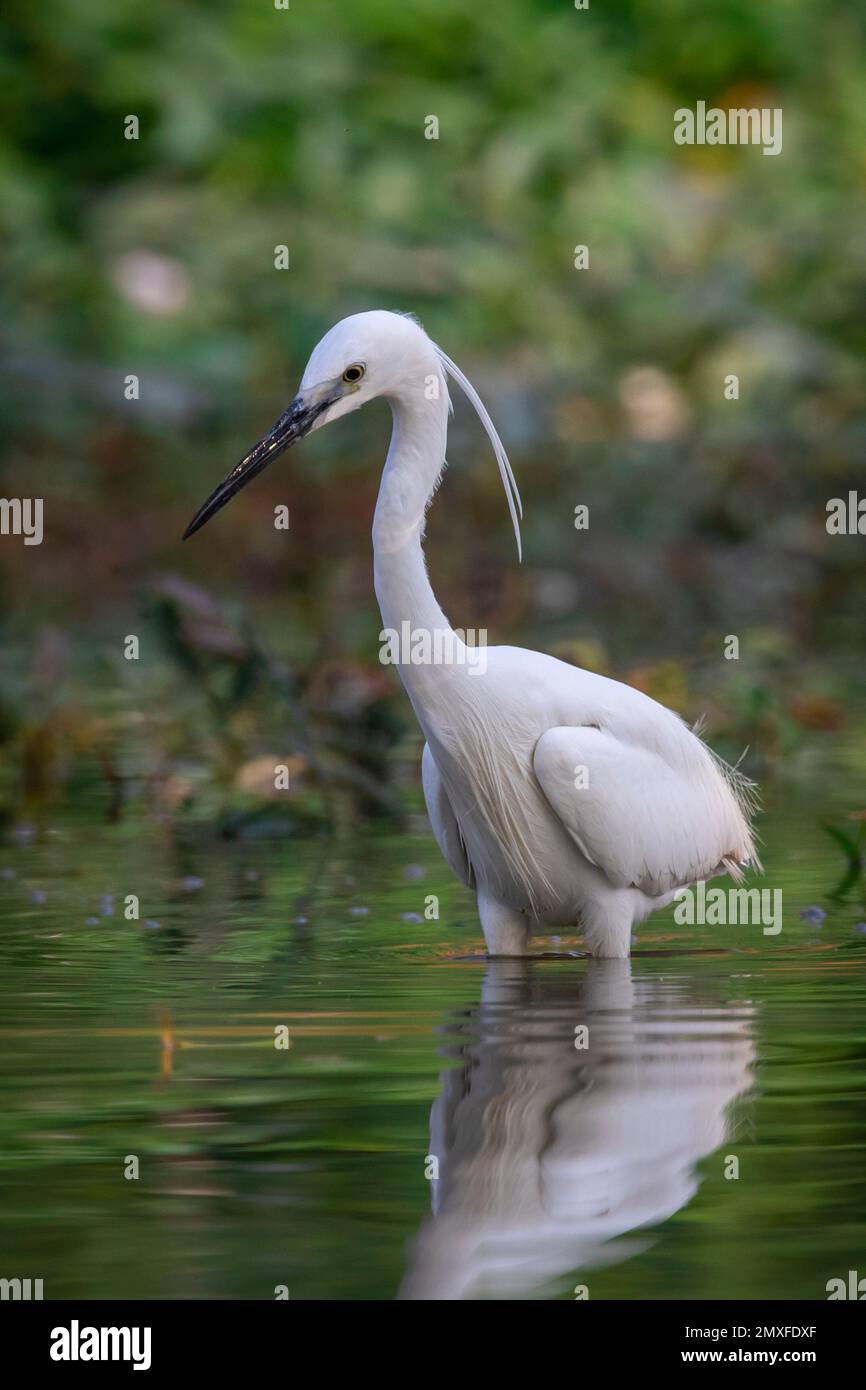 Image of little egret (Egretta garzetta) looking for food in the swamp ...
