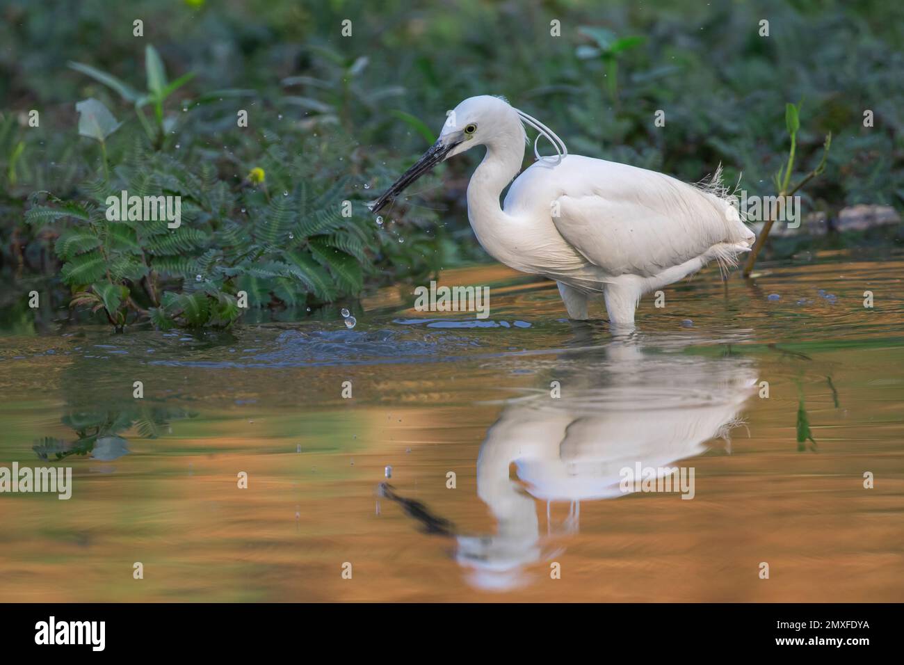 Image of little egret (Egretta garzetta) looking for food in the swamp ...