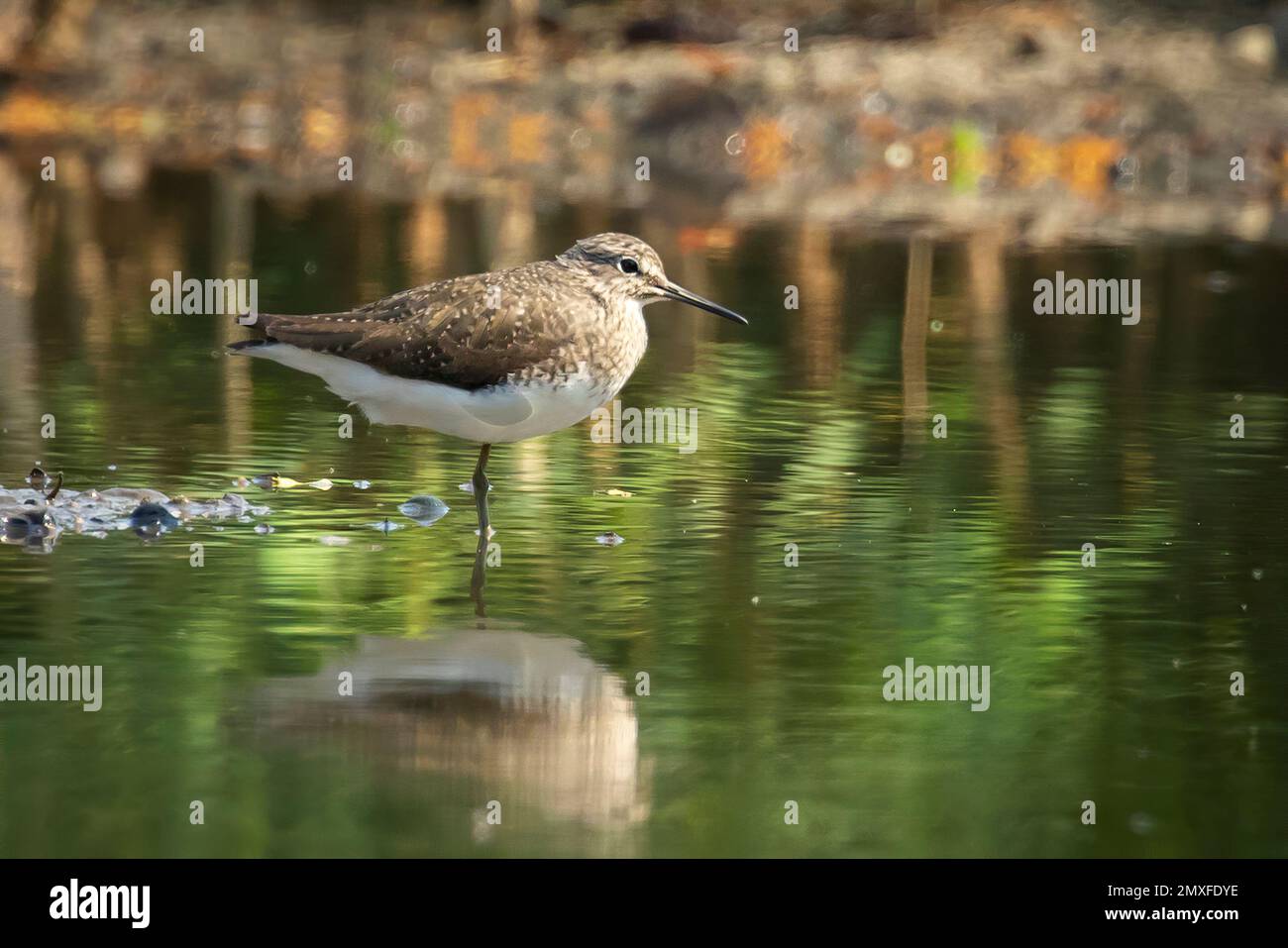 Image of bird are looking for food in swamp,. Common Sandpiper (Actitis ...