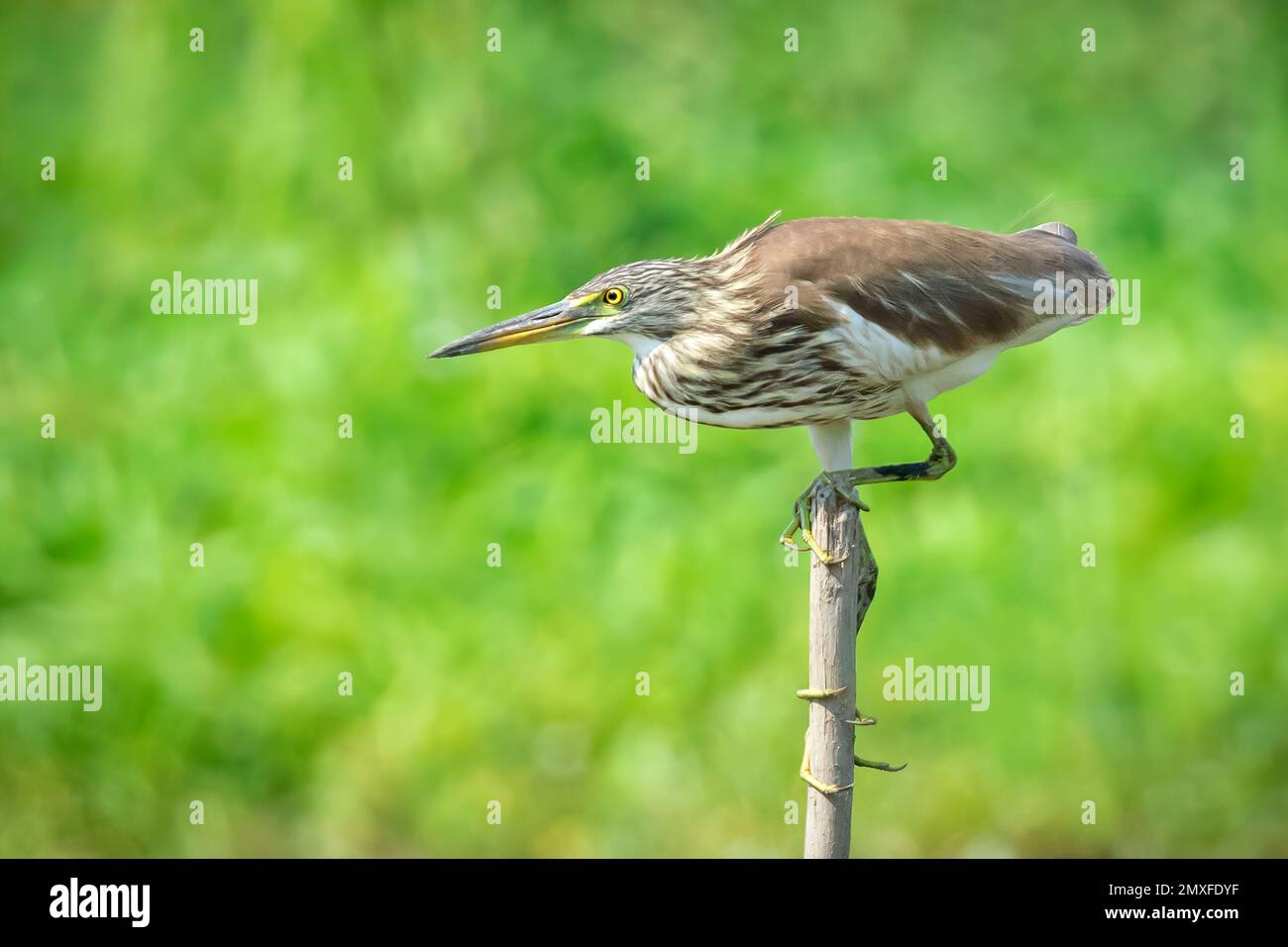 Image of Chinese pond heron(Ardeola bacchus) on tree stump on nature ...