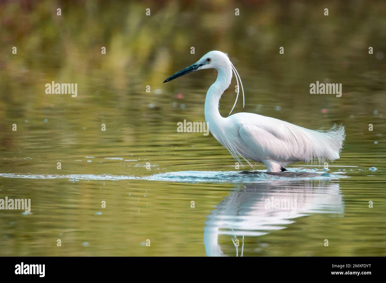 Image of little egret (Egretta garzetta) looking for food in the swamp ...