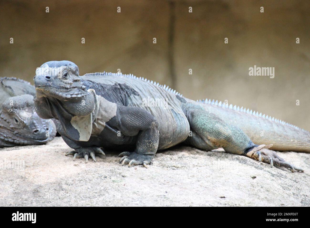 iguana in a zoo in singapore Stock Photo - Alamy