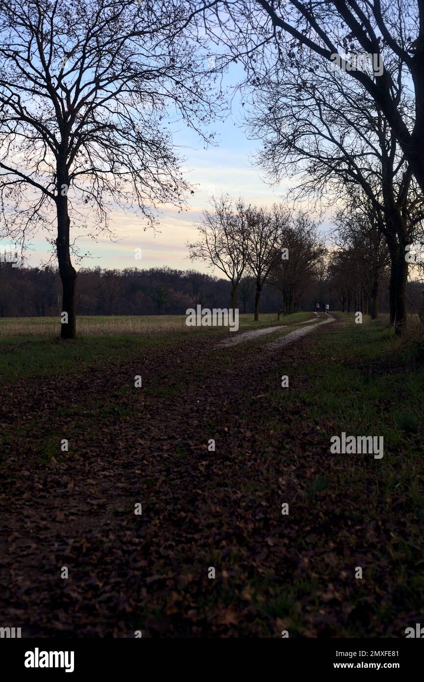 Path bordered by two rows of trees in a park at sunset Stock Photo - Alamy