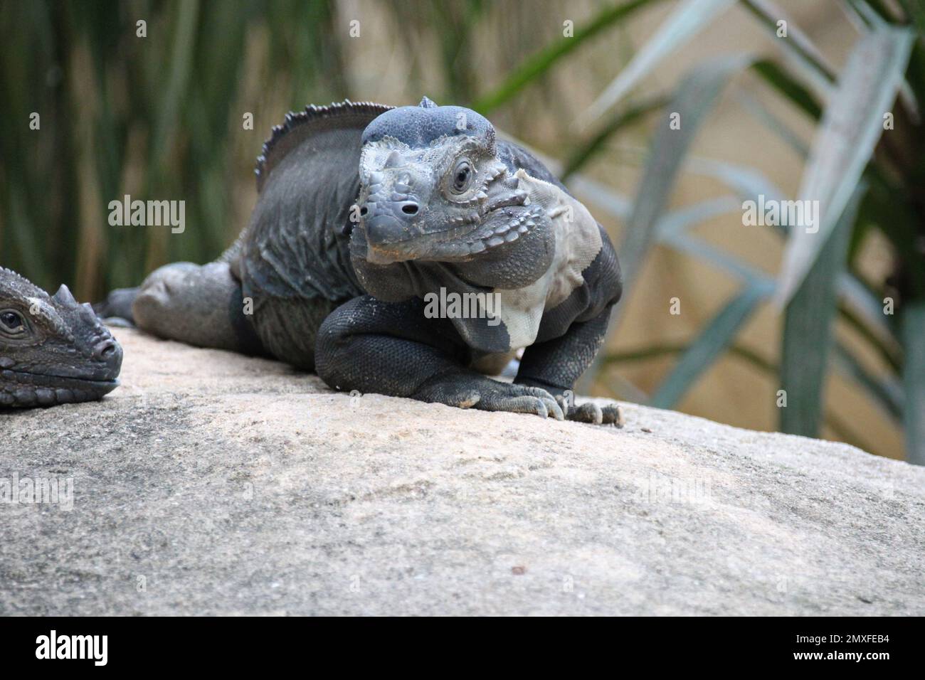 Iguana at singapore hi-res stock photography and images - Alamy