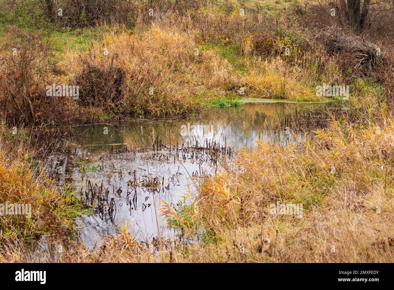 Among grasses and leaves hi-res stock photography and images - Alamy