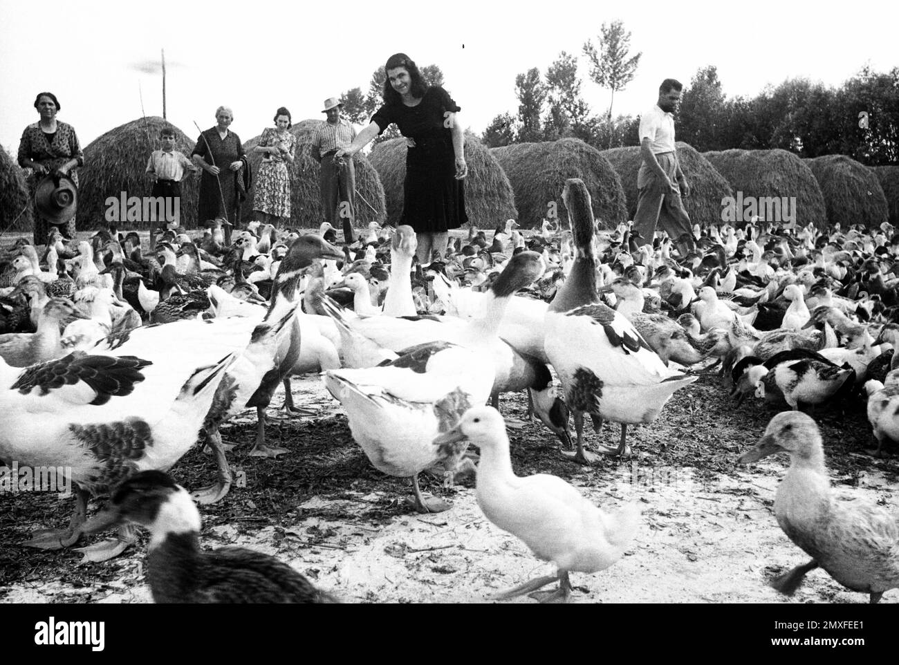 Agricoltura e Allevamento - Allevamento di Anatre, papere e oche Stock ...