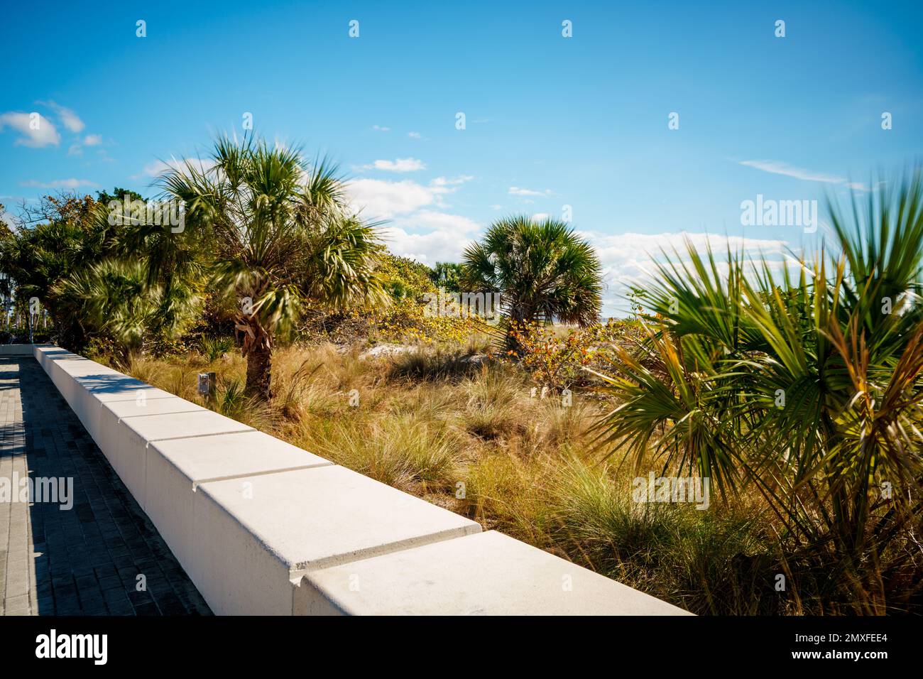 Long exposure photo of Siesta Key Beach scene with motion blur in trees ...