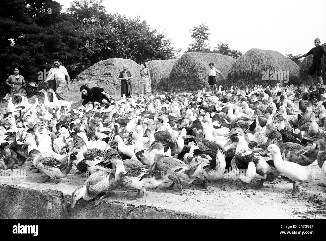 Agricoltura e Allevamento - Allevamento di Anatre, papere e oche Stock ...