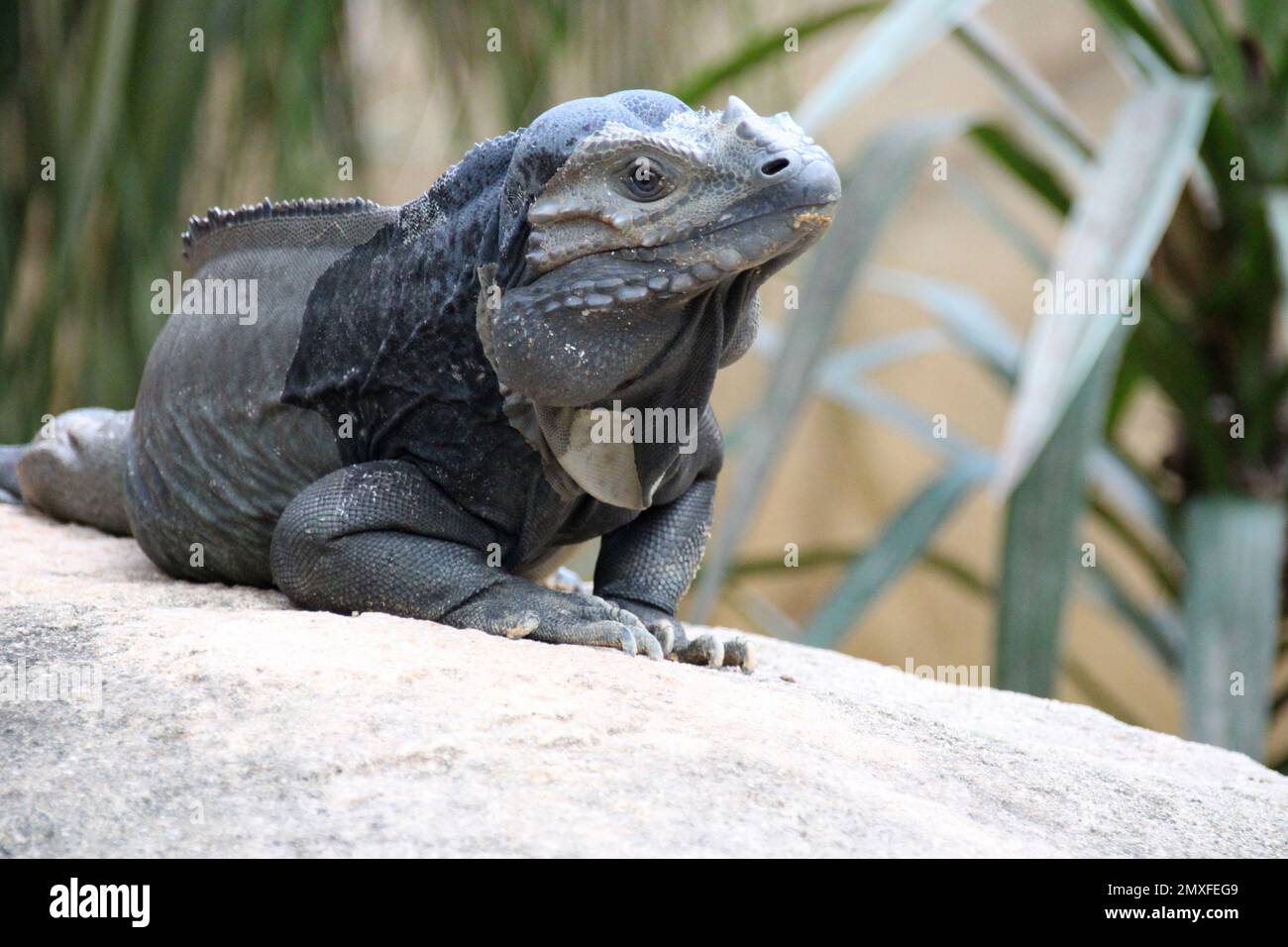 iguana in a zoo in singapore Stock Photo - Alamy