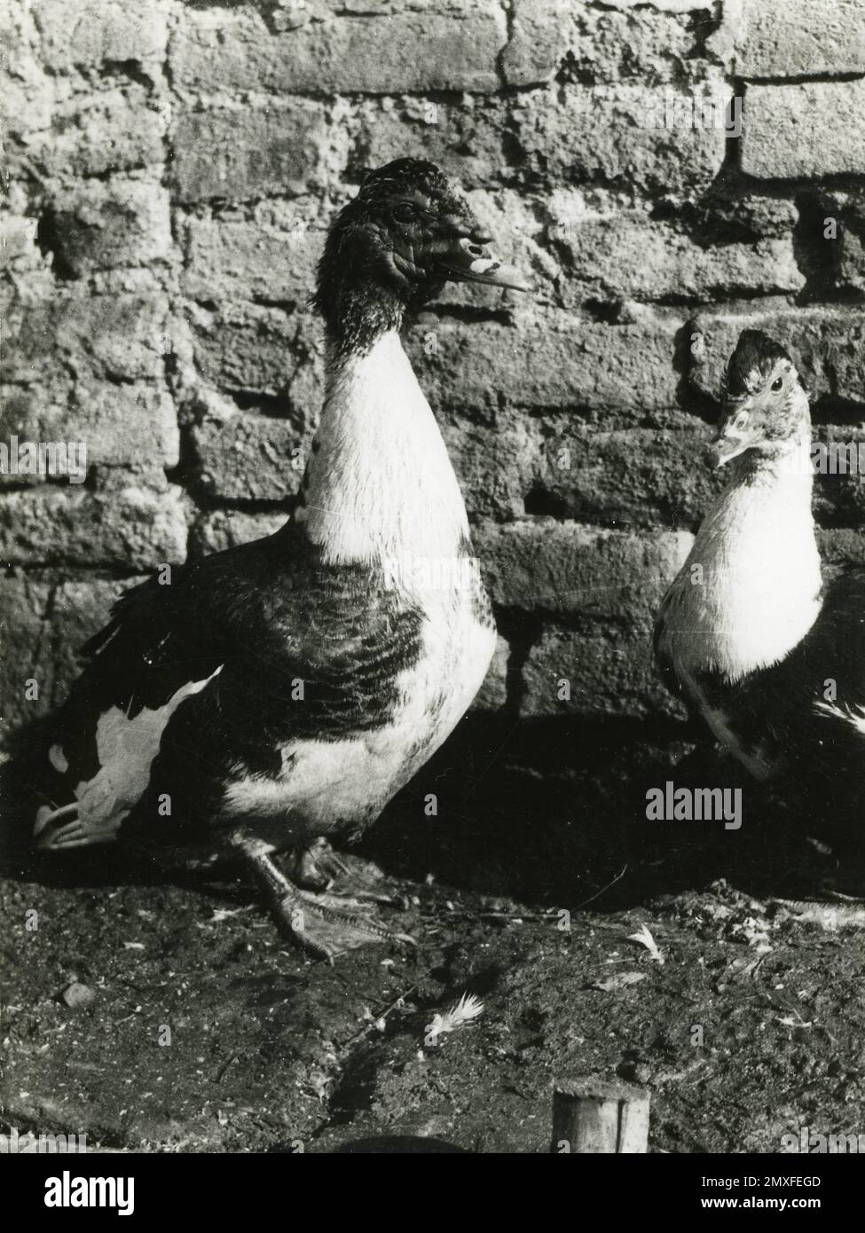 Agricoltura e Allevamento - Allevamento di Anatre, papere e oche Stock ...