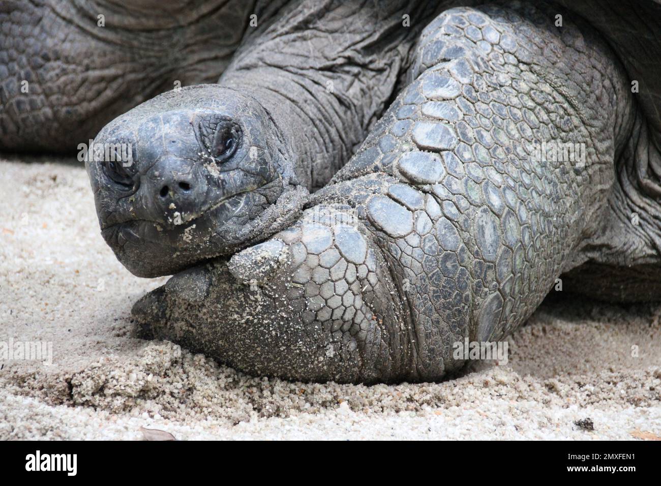 giant turtle in a zoo in singapore Stock Photo - Alamy