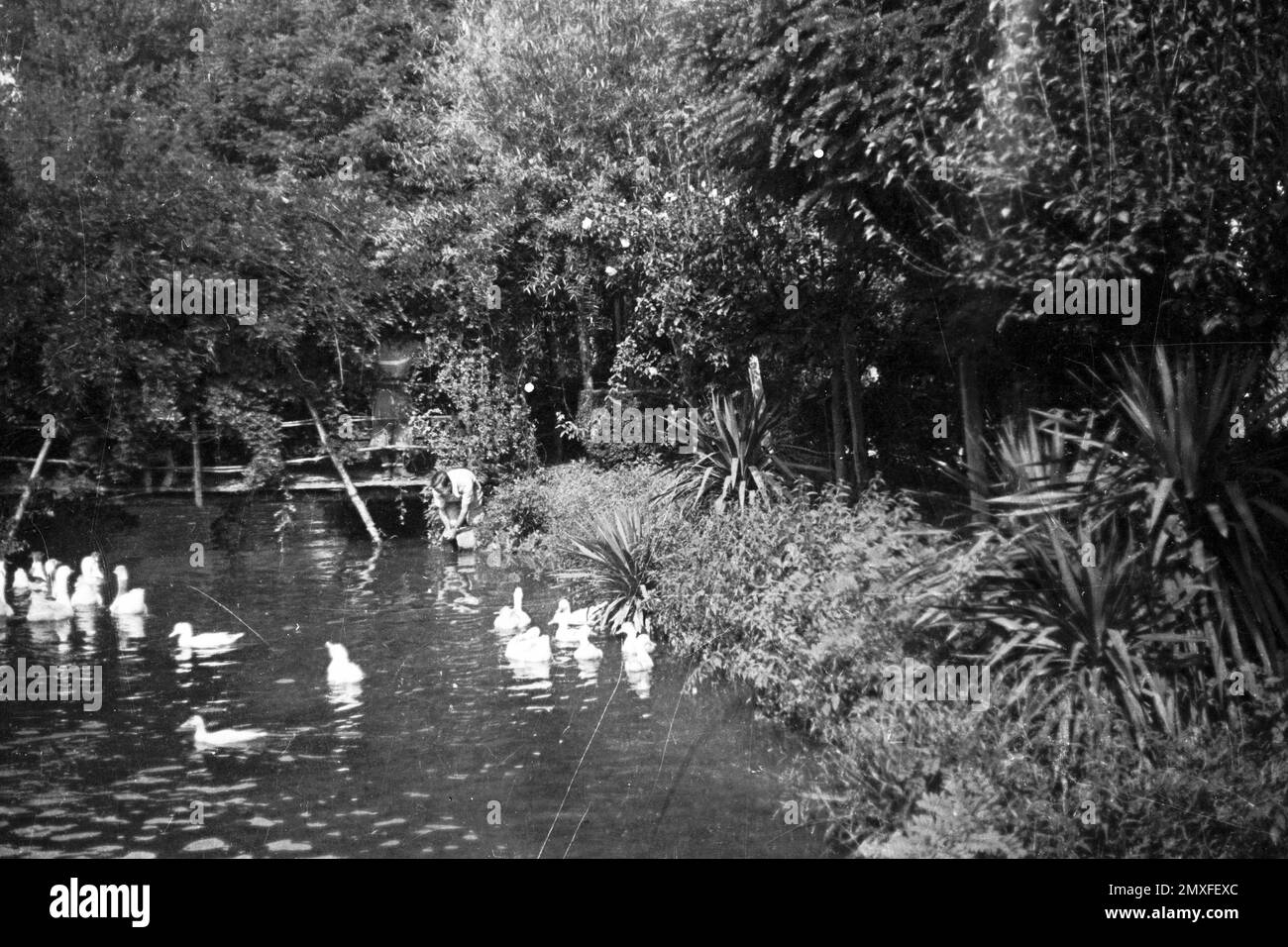 Agricoltura e Allevamento - Allevamento di Anatre, papere e oche Stock ...