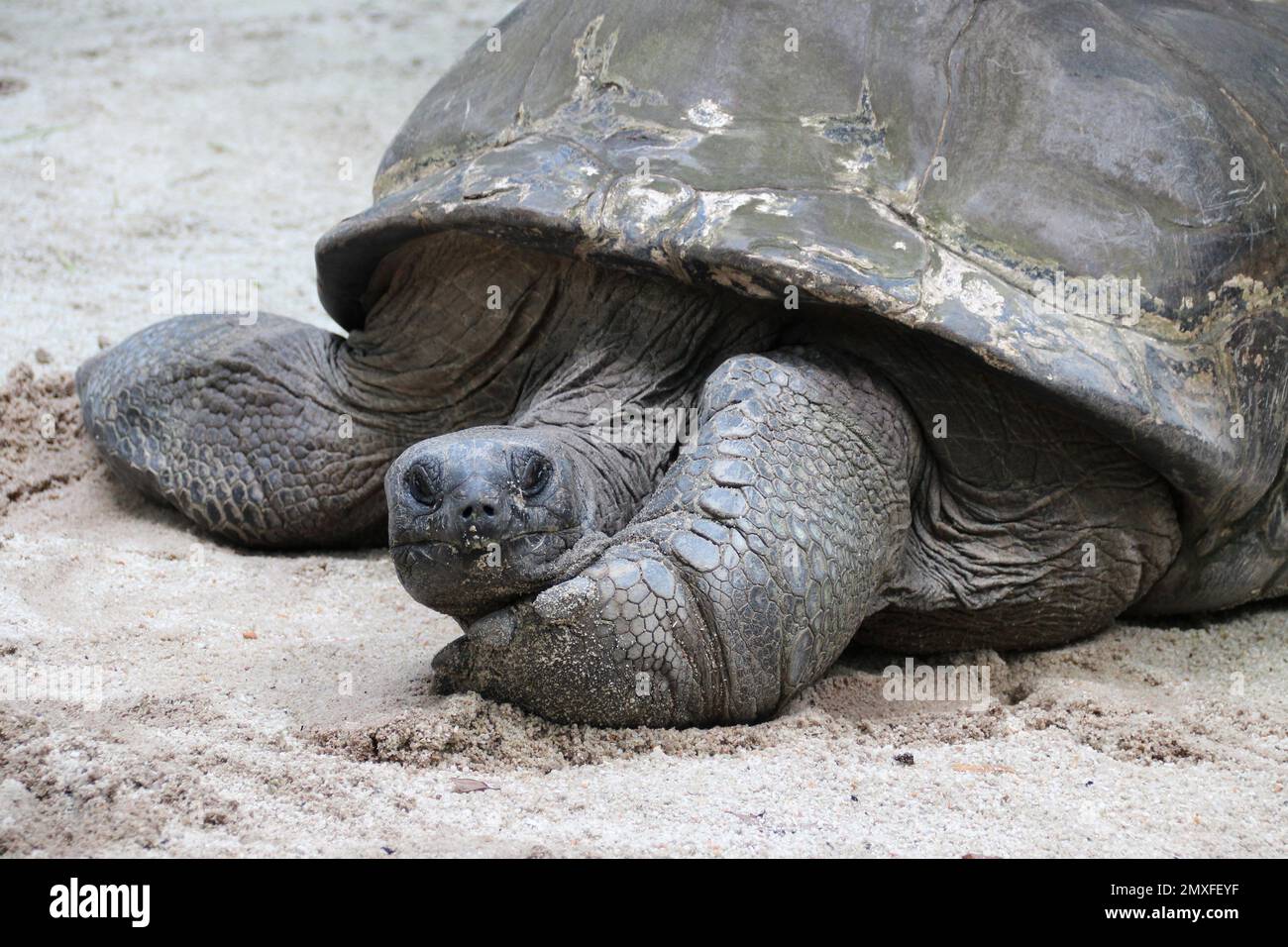 giant turtle in a zoo in singapore Stock Photo - Alamy