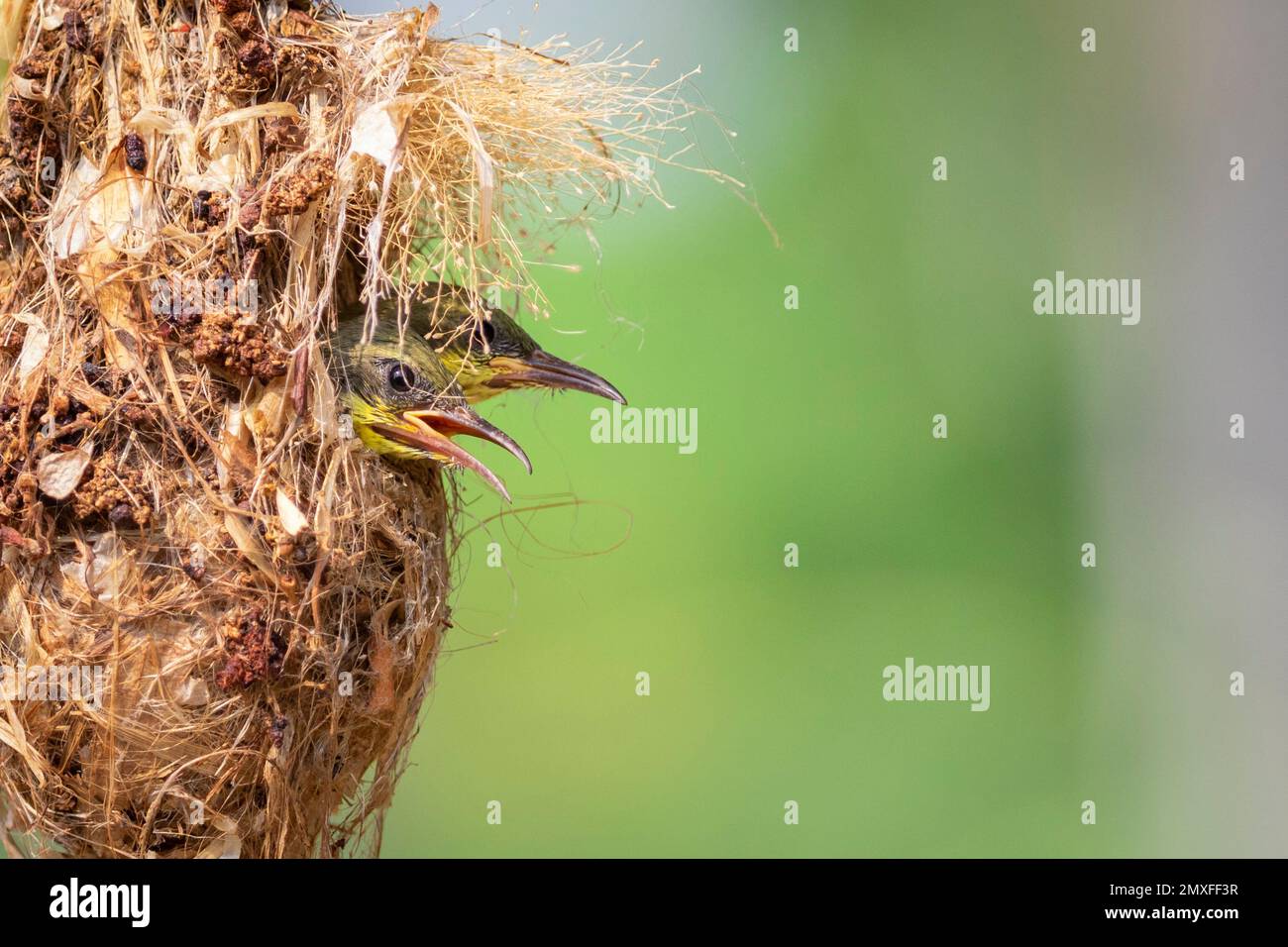 Image of baby birds are waiting for the mother to feed in the bird's ...