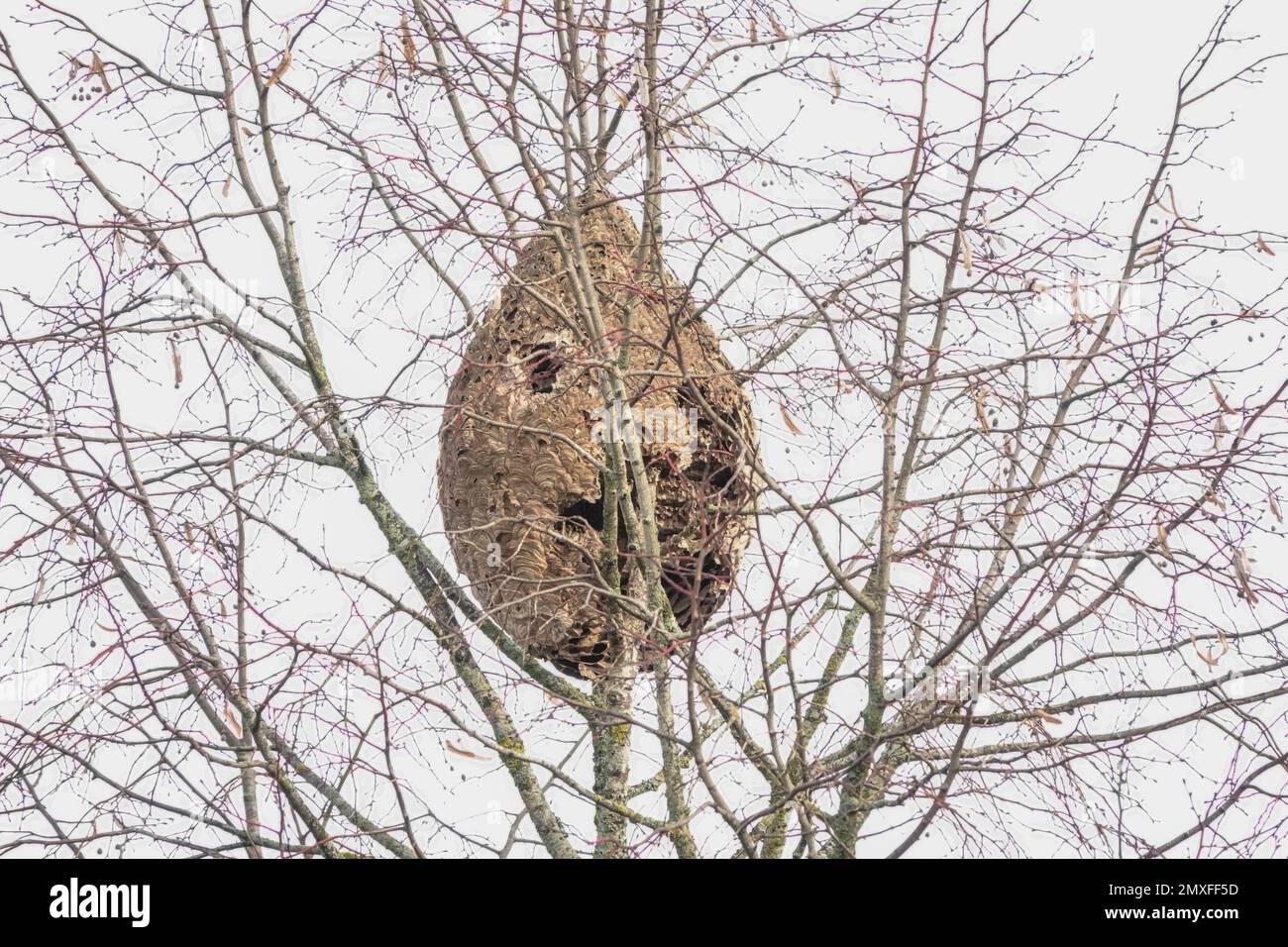 The large bird nest on the deciduous tree branches Stock Photo - Alamy
