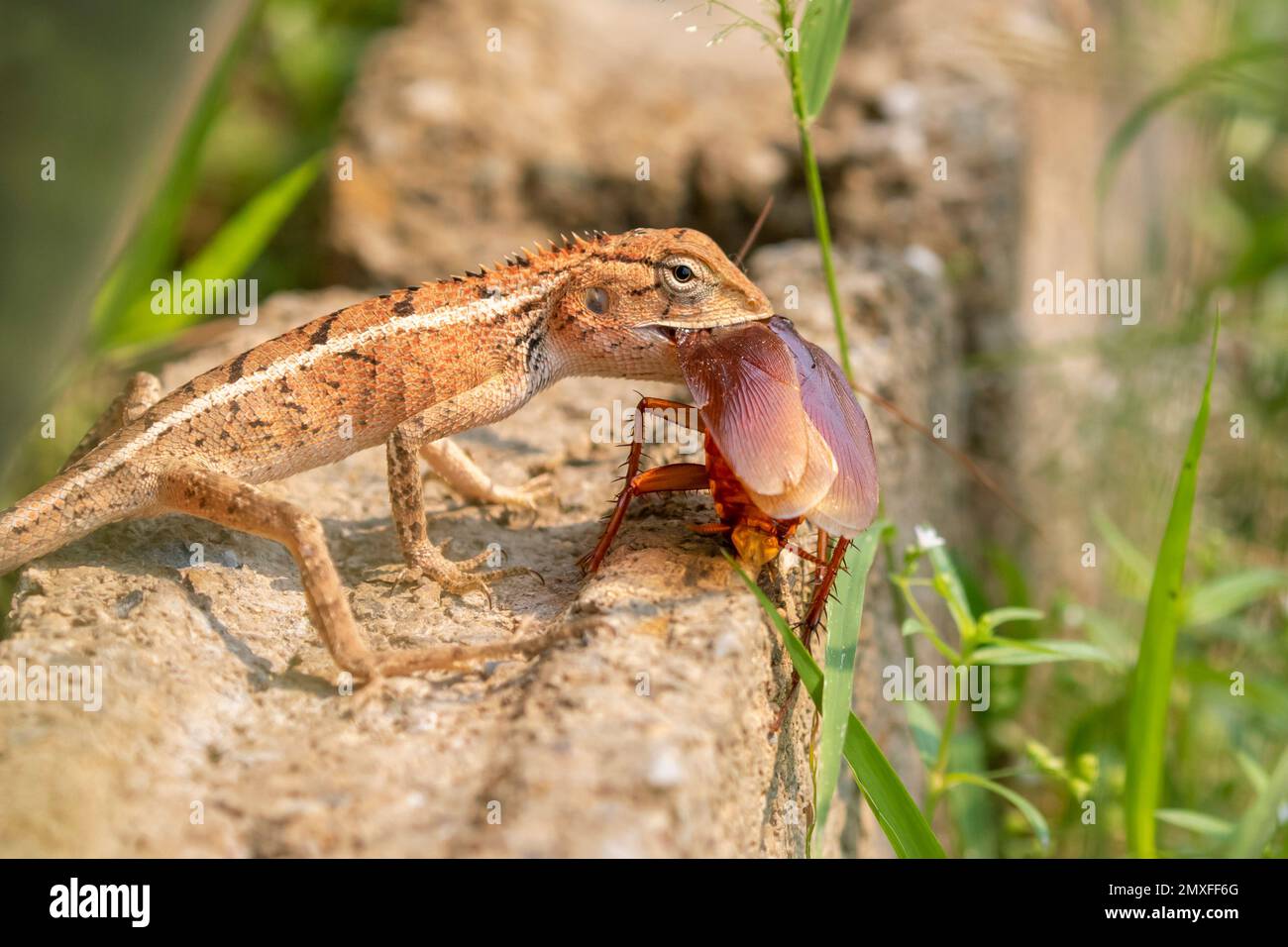 Image of chameleon eating a cockroach on nature background. Reptile ...