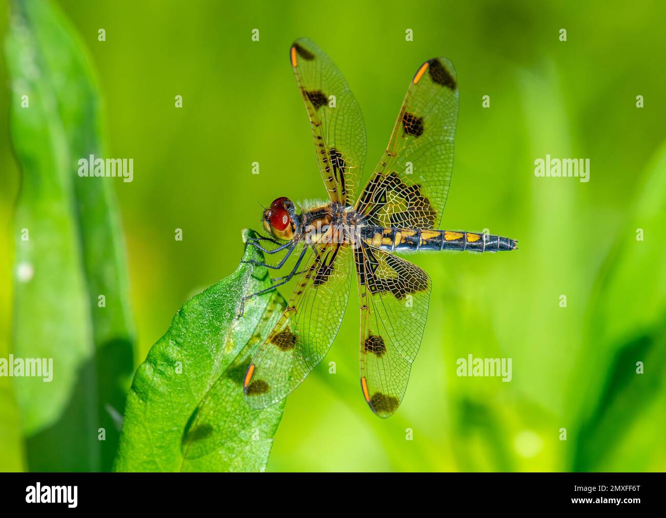 This beautiful Calico Pennant dragonfly perched nicely on the underside ...