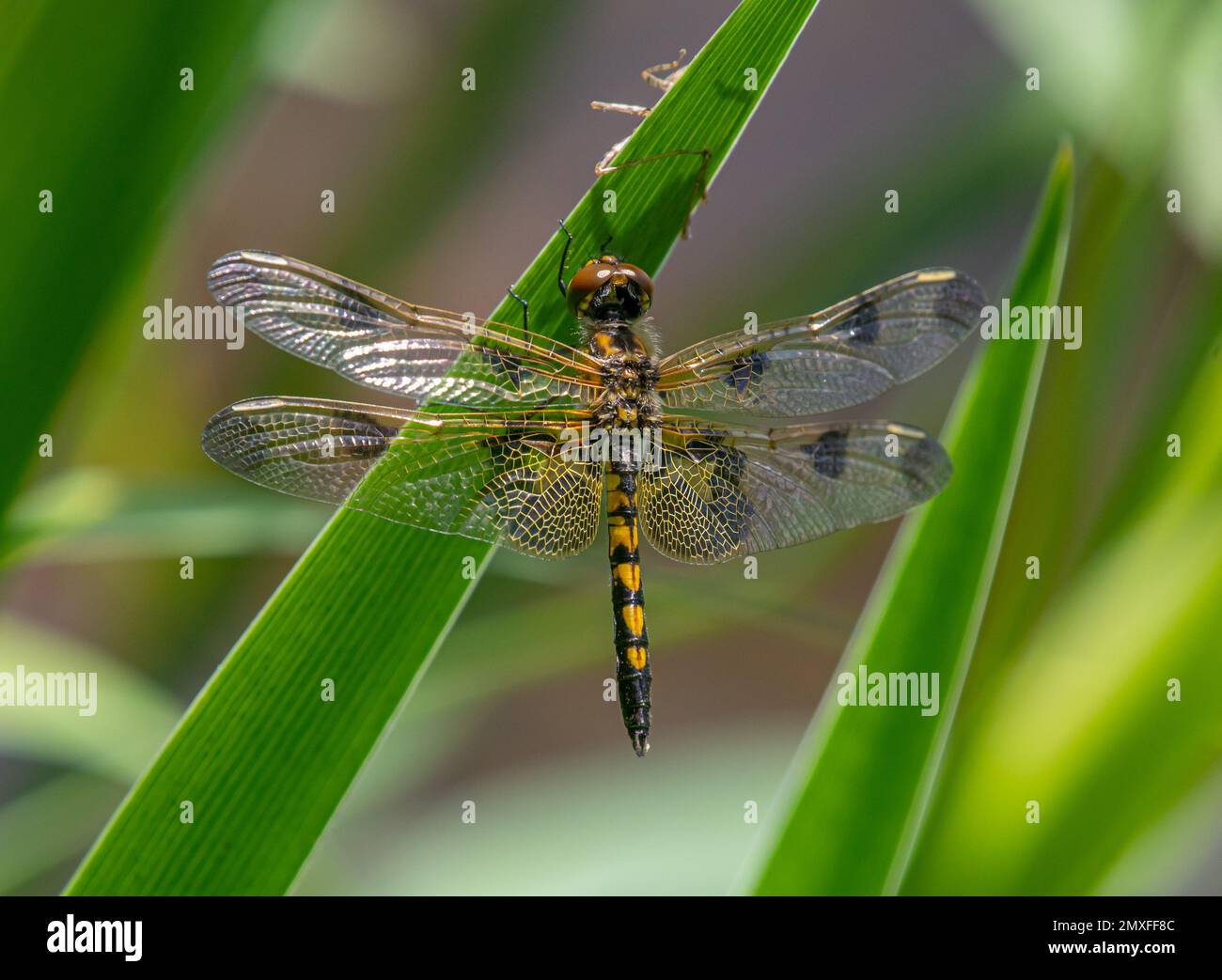 This beautiful Calico Pennant dragonfly perched nicely on the underside of this wetland ...