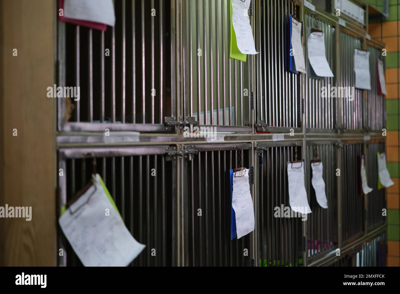 cages in the area of resuscitation and rest in the surgery of the ...