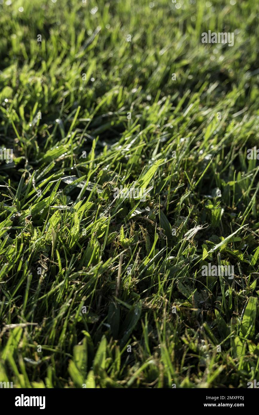 Detail of green grass in the forest, nature and environment Stock Photo ...