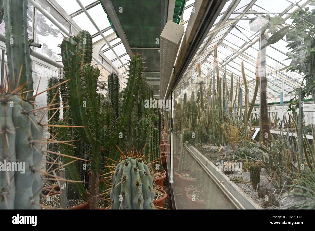 Cacti collection inside a greenhouse with a path in the middle Stock ...