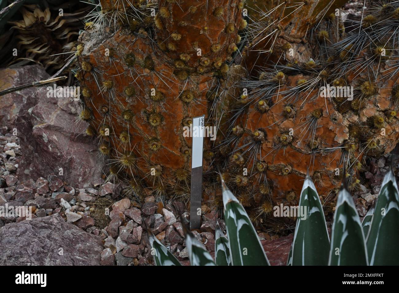 Cactus in Latin called opuntia robusta, the wheel cactus, nopal tapon ...