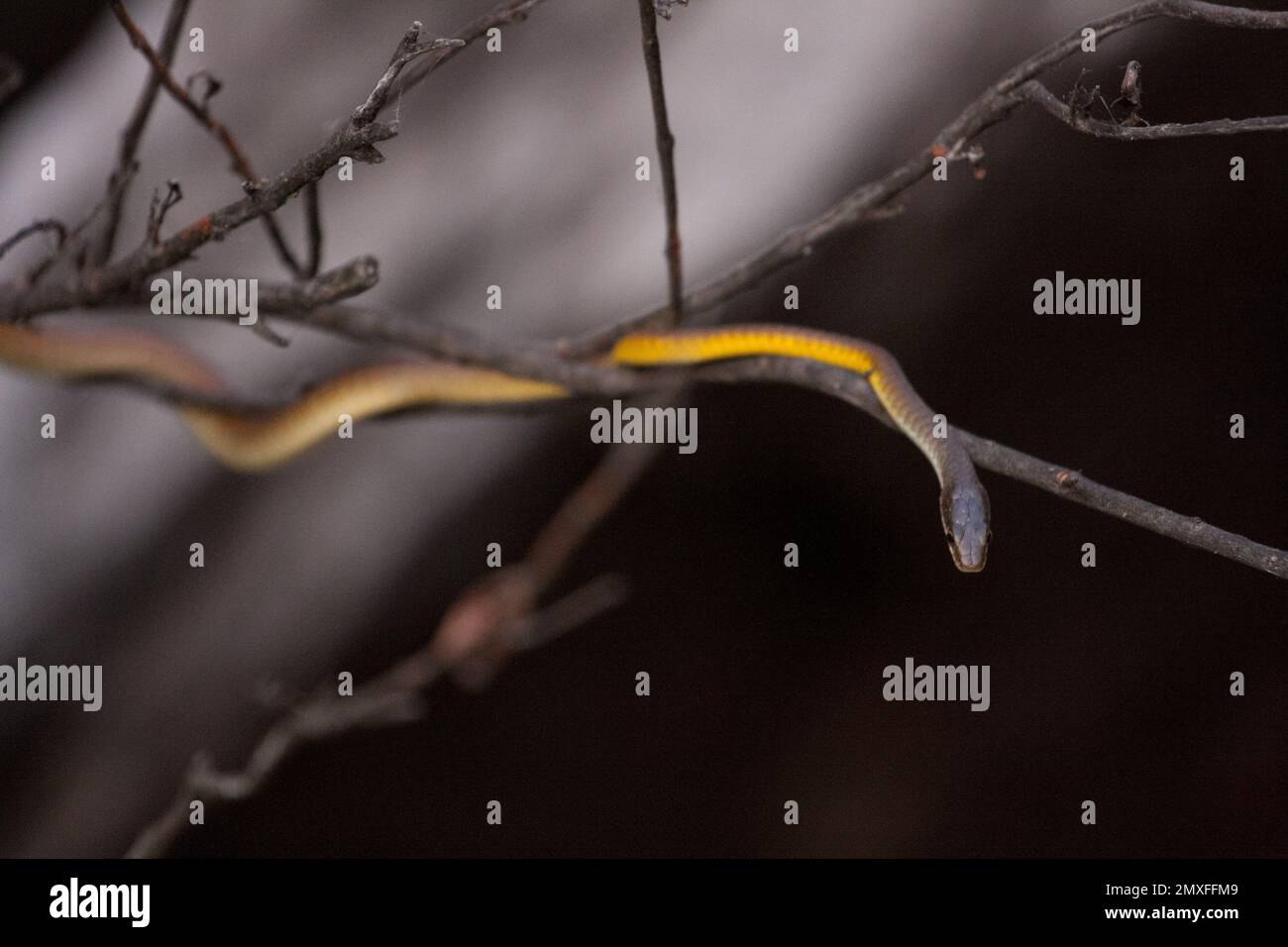 Calamaria hi-res stock photography and images - Alamy