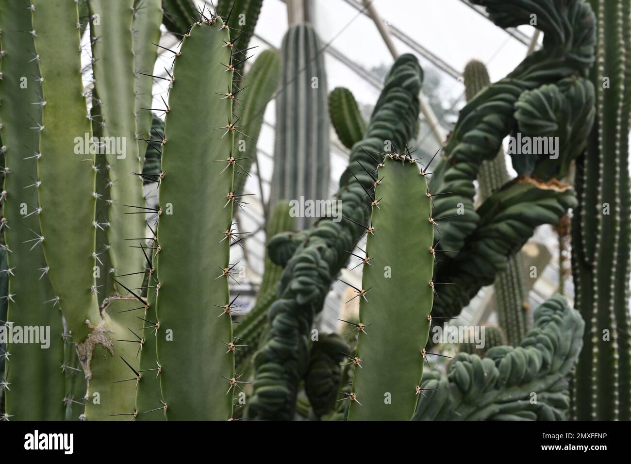 Stems of cactus in Latin called Pachycerus gaumeri growing in botanic ...