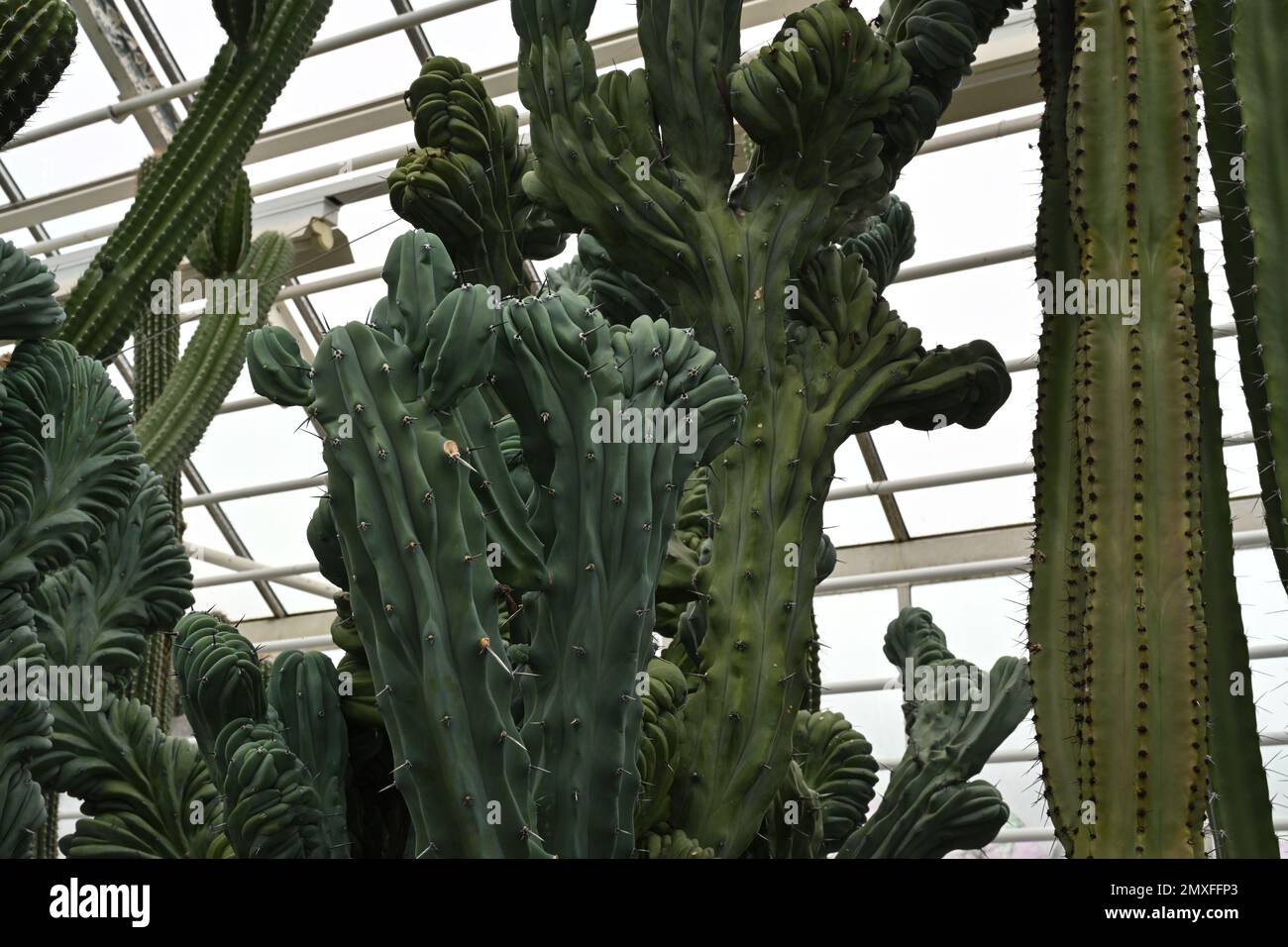 Shrubby or tree like columnar cacti hi-res stock photography and images ...