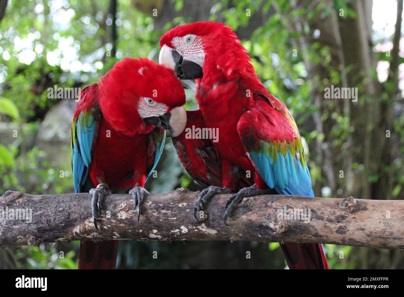 red-and-green macaws in a zoo in singapore Stock Photo - Alamy