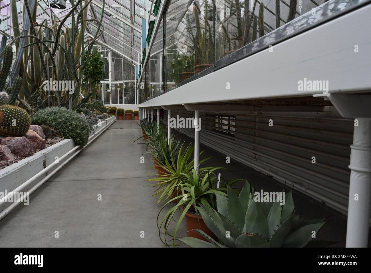 Inside of a greenhouse with exotic plants, mostly succulents and ...