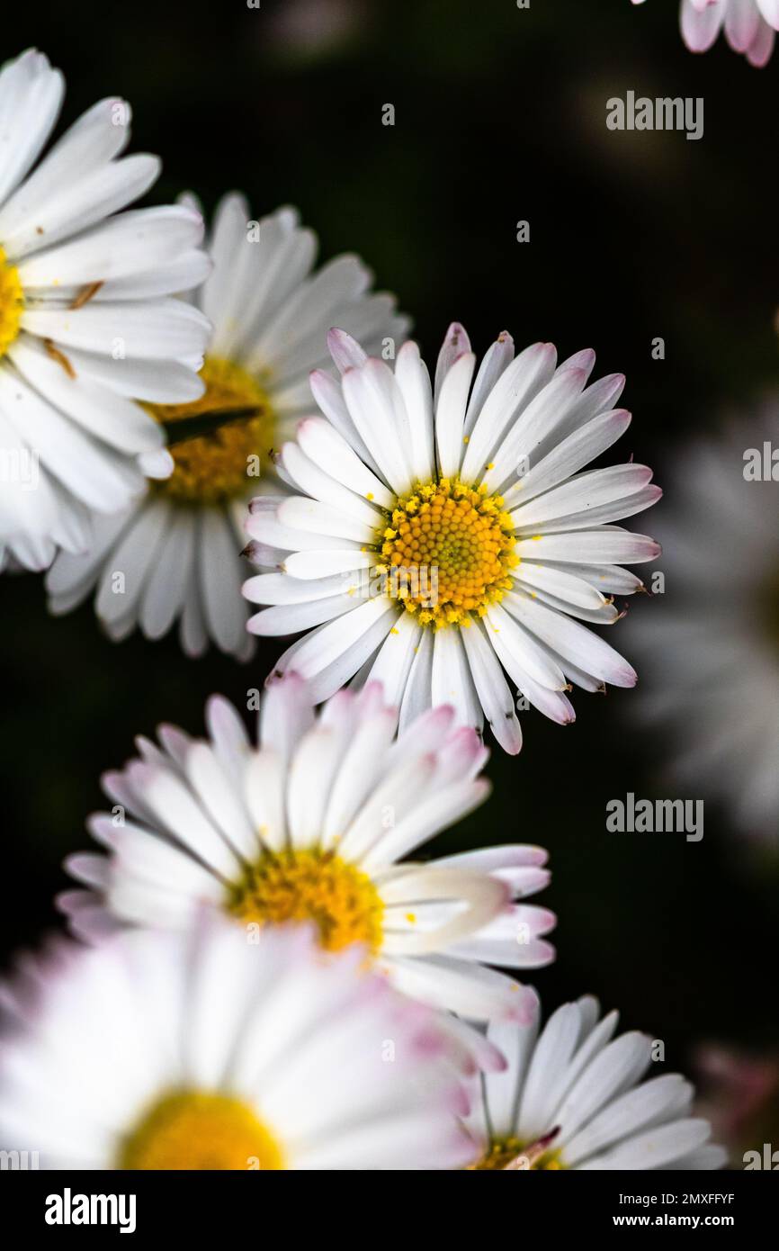 Bellis perennis flower. Daisy blooms in spring Stock Photo - Alamy