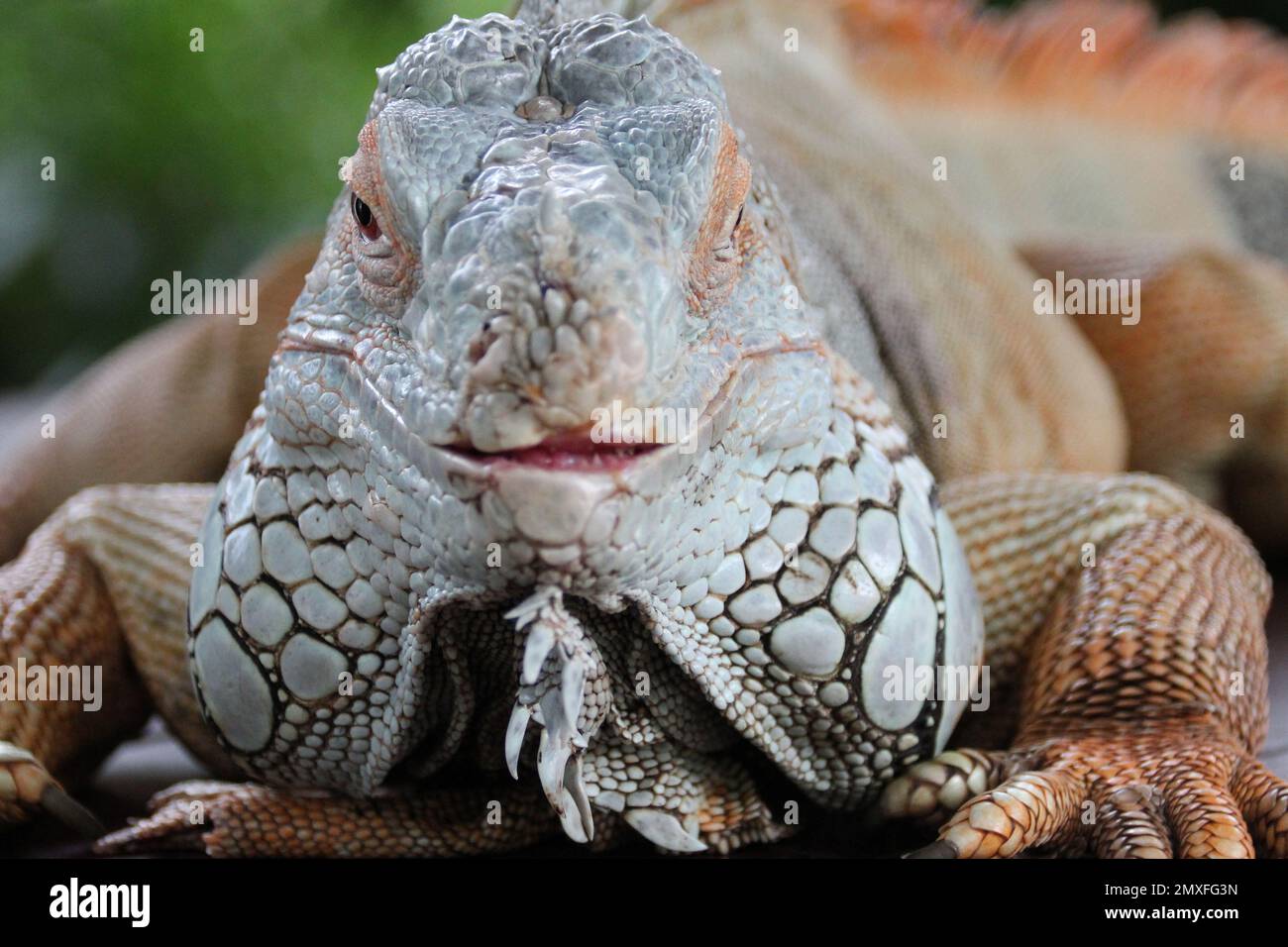 iguana (?) in a zoo in singapore Stock Photo - Alamy
