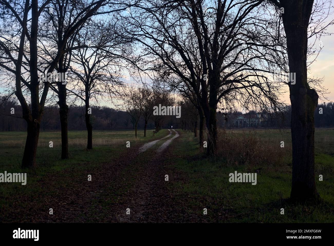 Path bordered by two rows of trees in a park at sunset Stock Photo - Alamy