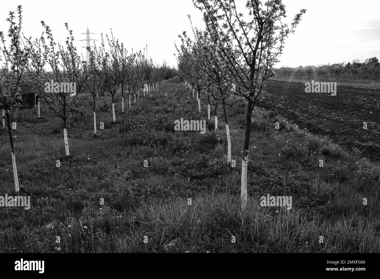 Beautiful blooming of apple orchard. Agriculture concept Stock Photo ...