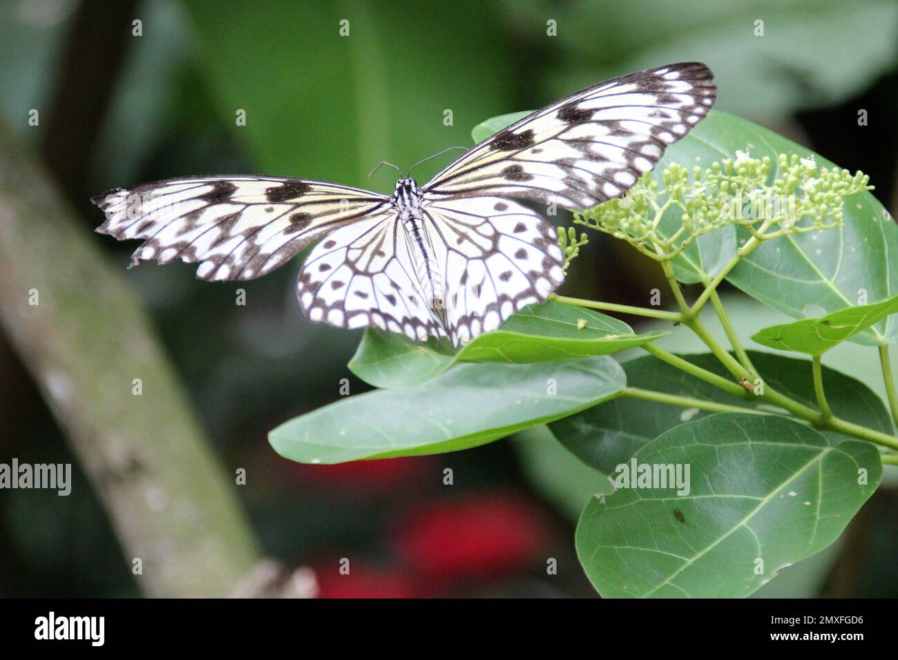 butterfly in a zoo in singapore Stock Photo - Alamy